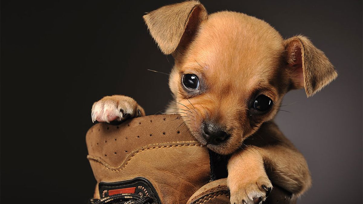 Qué hacer para que el perro no muerda