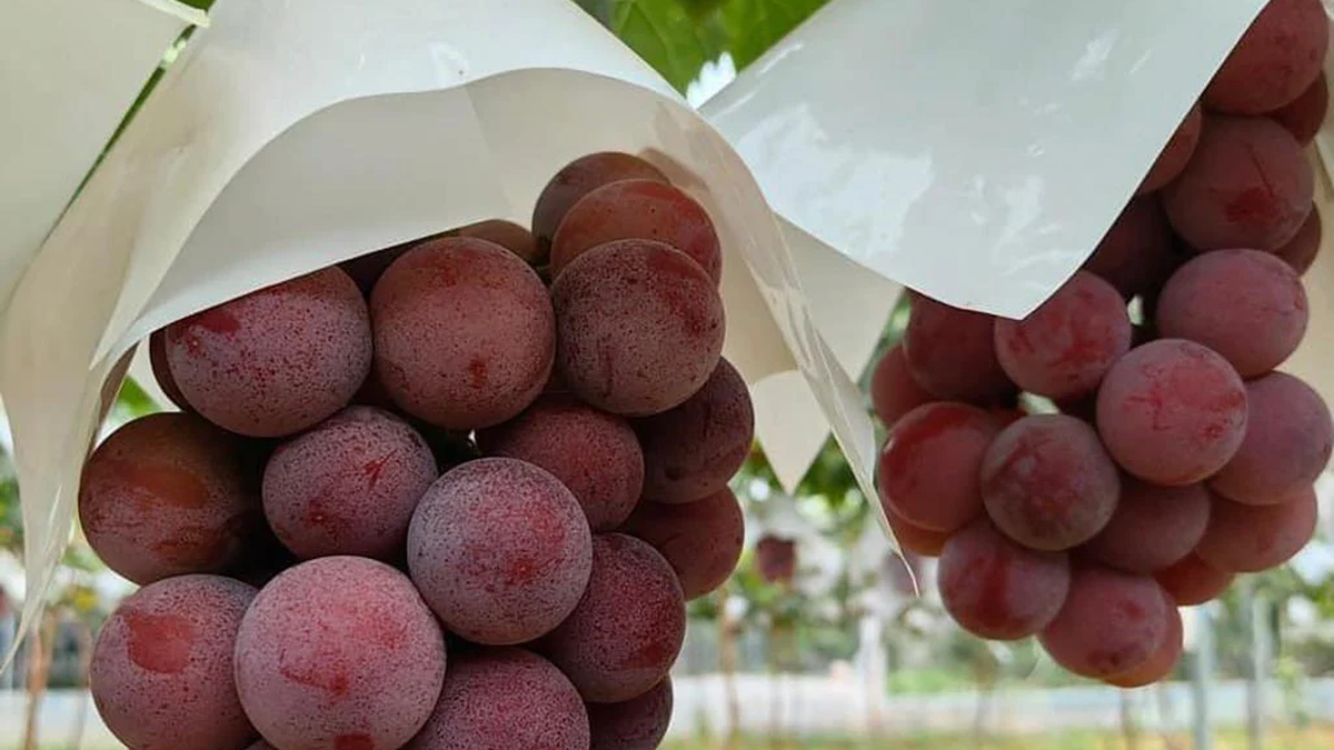 ¿Por qué esta uva japonesa vale miles de dólares?