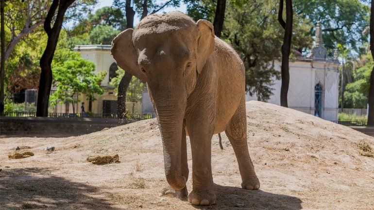 La historia de Mara, la elefanta que viajará desde Buenos Aires a un ...