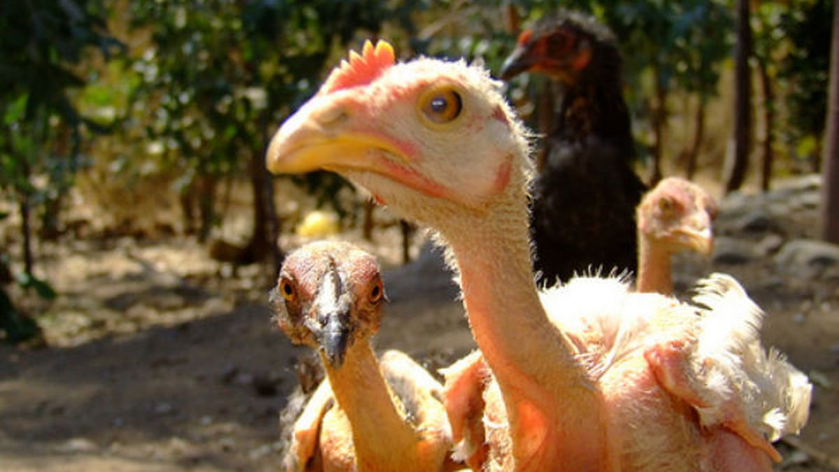 Destapan red que vendía pollos de medio siglo