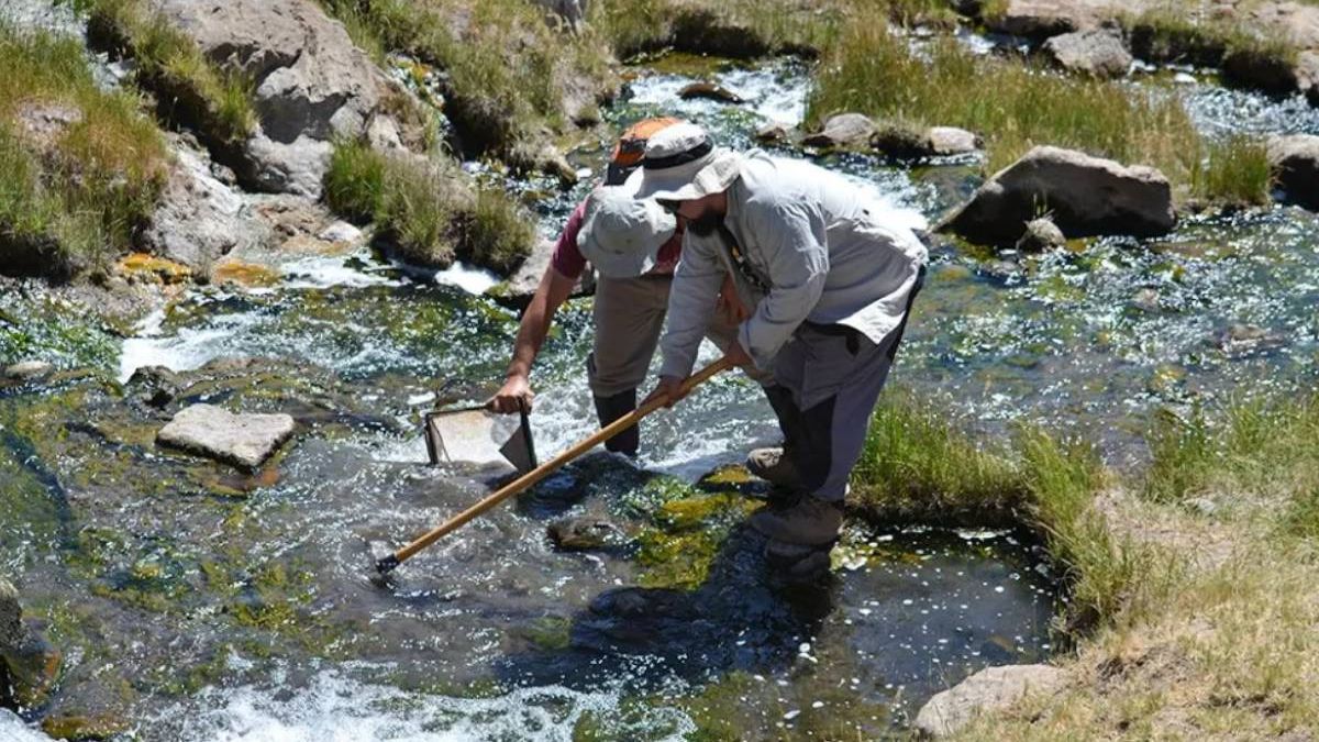 Descubren una nueva especie de crustáceo en aguas termales del Domuyo