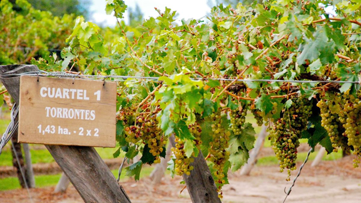 El Torrontés: ¿un cruce entre negras y blancas?
