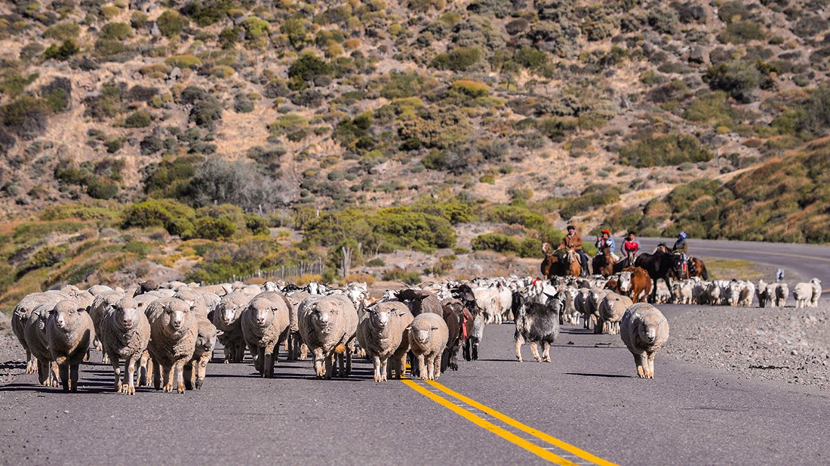 Provincia compra chivos para incentivar a los crianceros