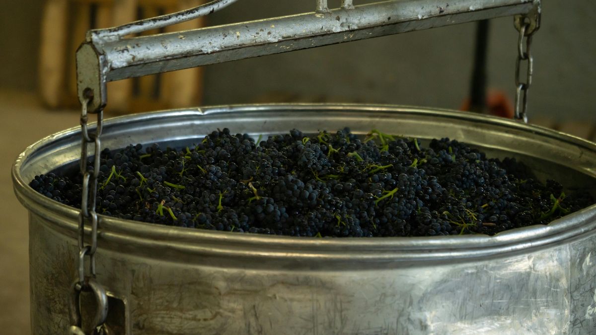 Mendoza y San Juan acuerdan destinar 17% de la producción al mosto