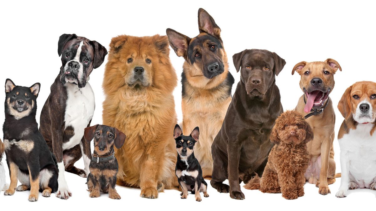 Hay un perro para cada tipo de dueño, ¿cuál es el tuyo?