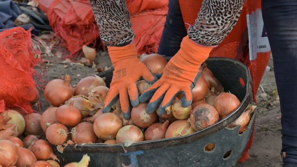 La cebolla, la nueva estrella del campo rionegrino