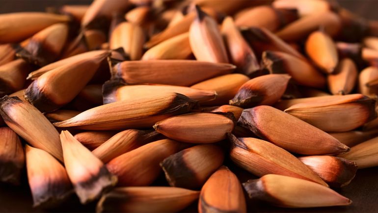 Arrancó la temporada de piñones: cuáles son los requisitos