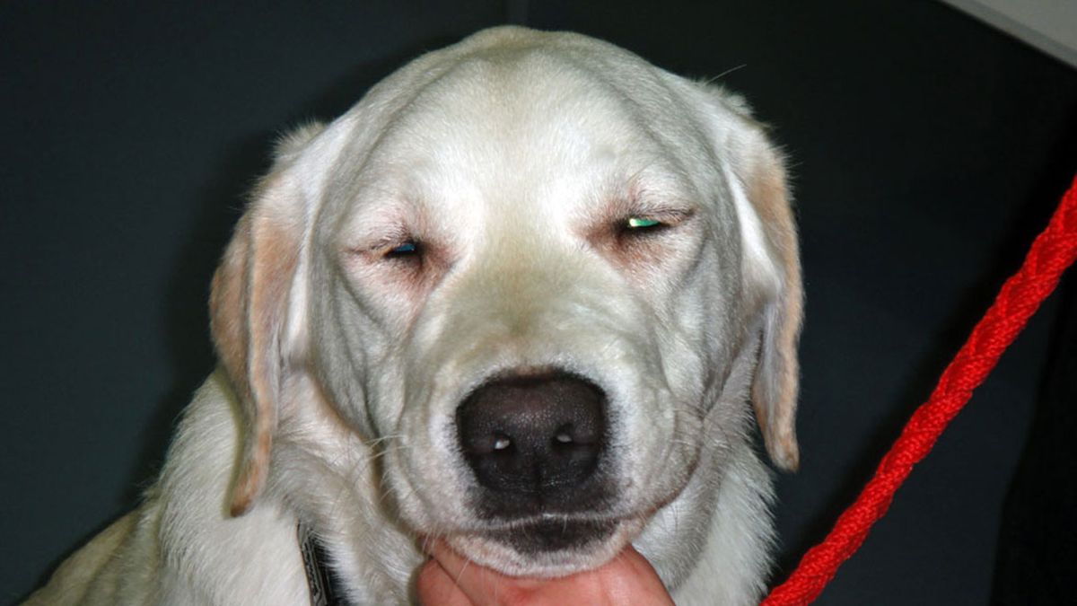 Las cataratas, un mal común en los perros pero que tiene solución