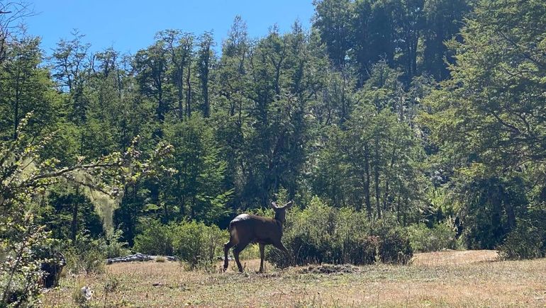 Histórico: el huemul volvió al Parque Nacional Lanín tras 40 años de ...