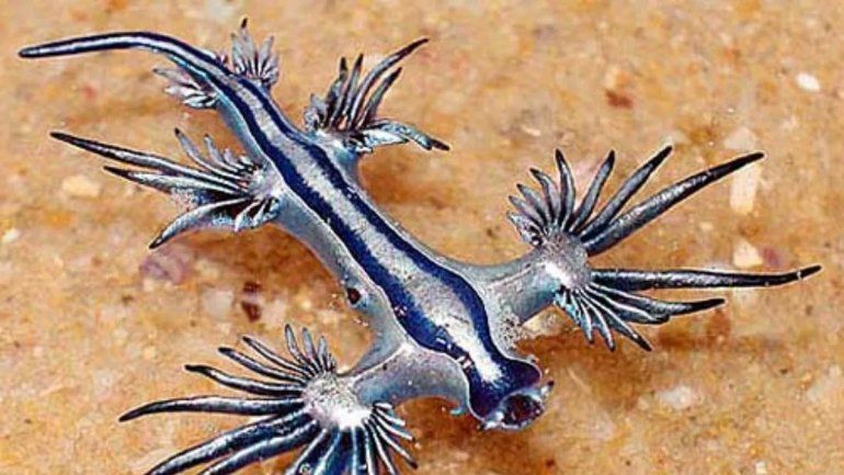 Hallan un dragón mortal en la playa de Sudáfrica