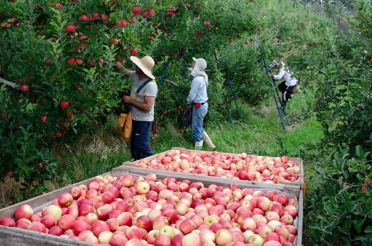 Producción de manzanas en Brasil crecerá a 1,1 millones de toneladas