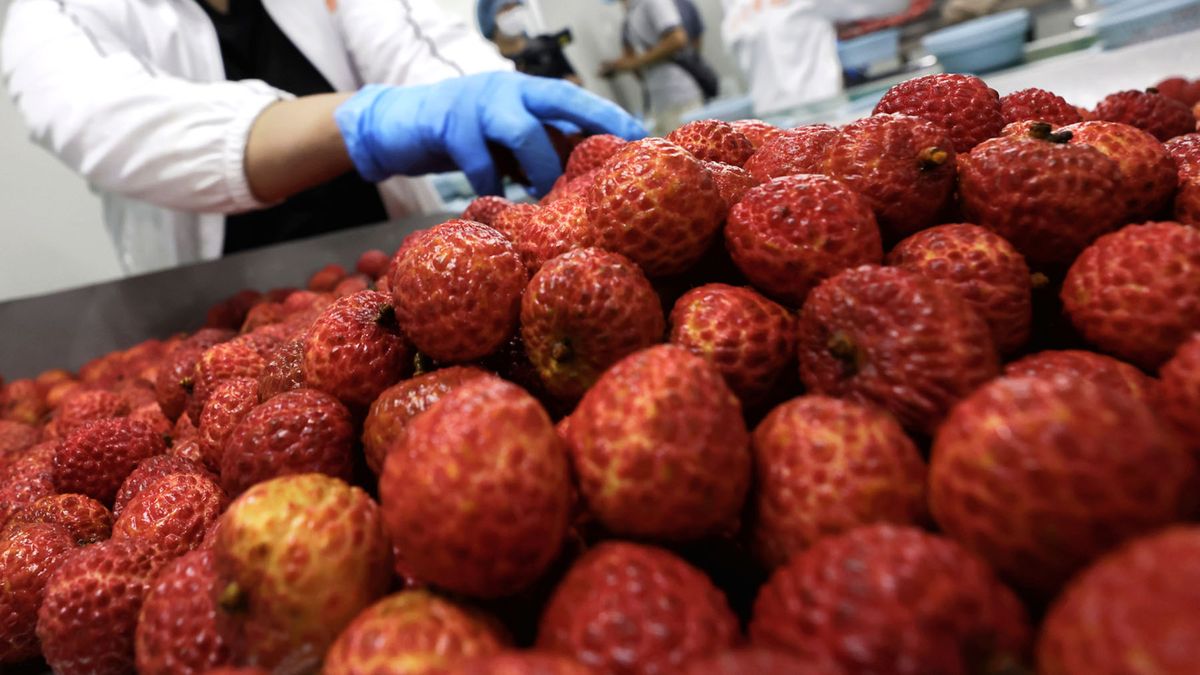 Lichi: la fruta ancestral que conquista mercados en Europa y América
